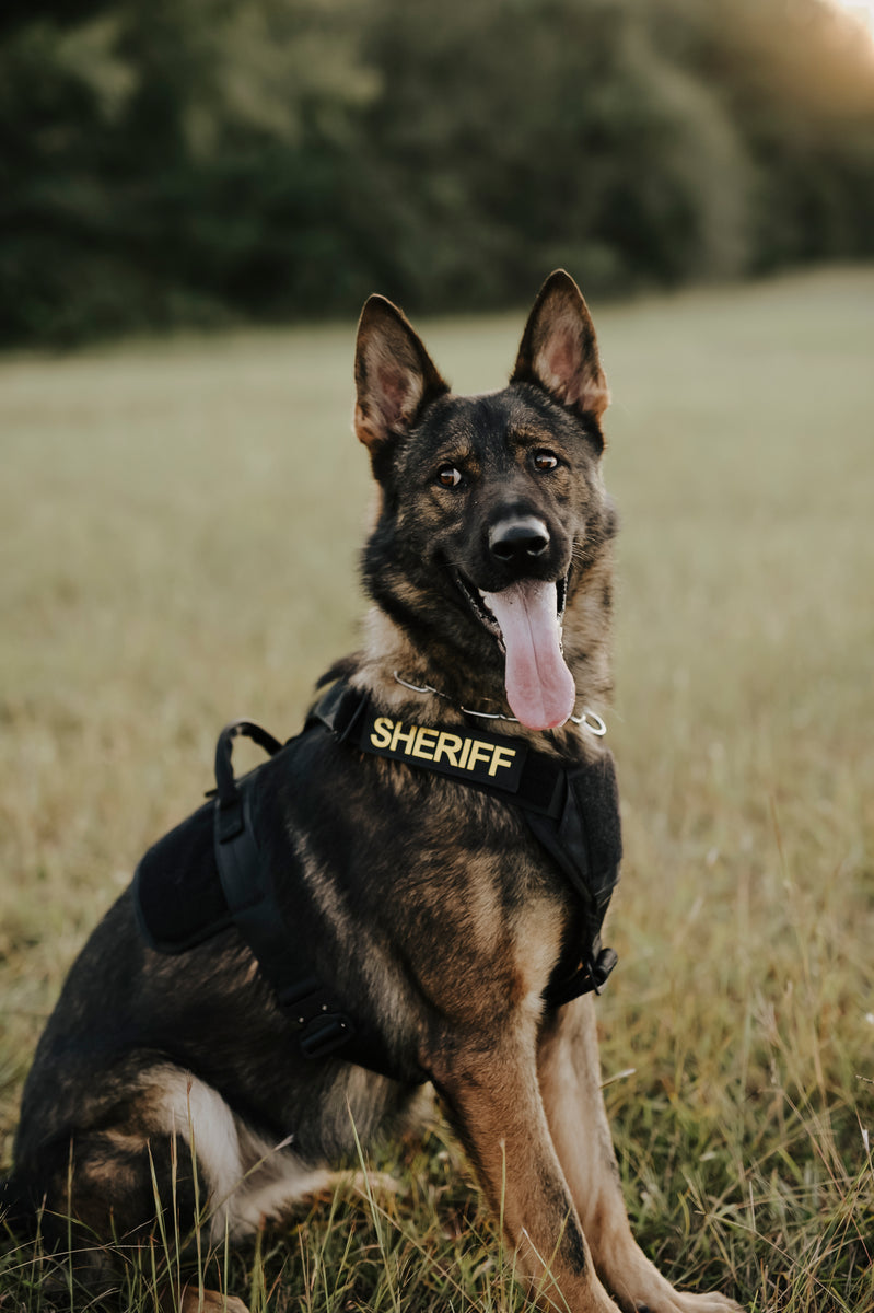 ID Panels for Vests or Collars – Alabama Canine